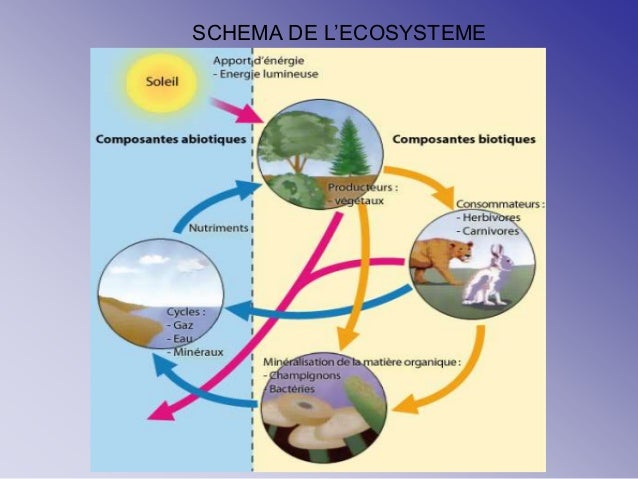 Écologie 10.9.13.ppt