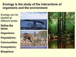 Ecology | PPT