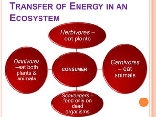 Ecology | PPTX