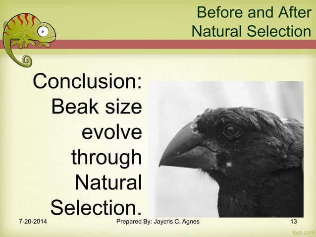 Ecological Genetics: Adaptation and Natural Selection | PPTX | Genetics ...