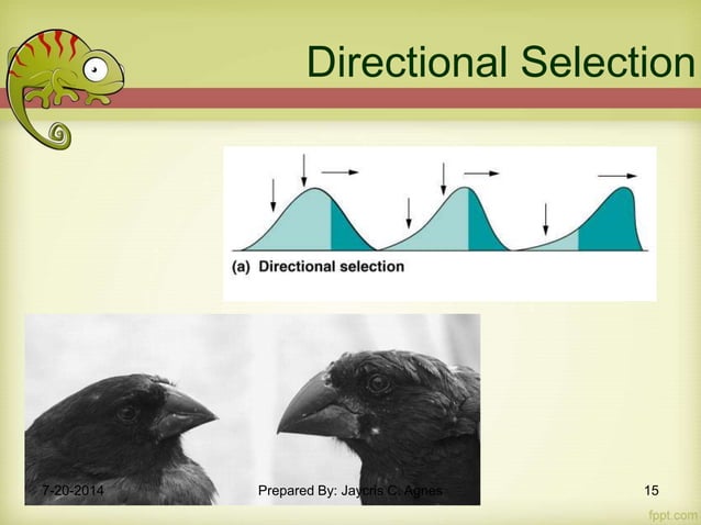 Ecological Genetics: Adaptation and Natural Selection | PPTX | Genetics ...