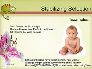 Ecological Genetics: Adaptation and Natural Selection | PPTX