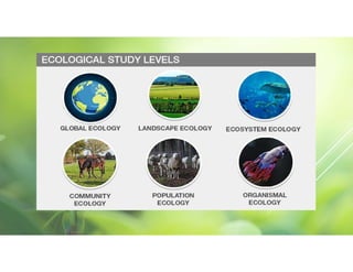 Ecology & Ecosystem | PDF