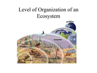 Ecology.ppt