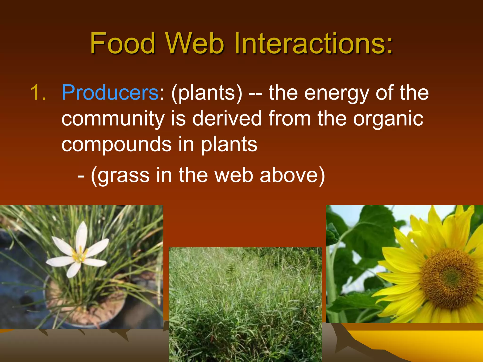 ECOLOGY.ppt | Environment | Science