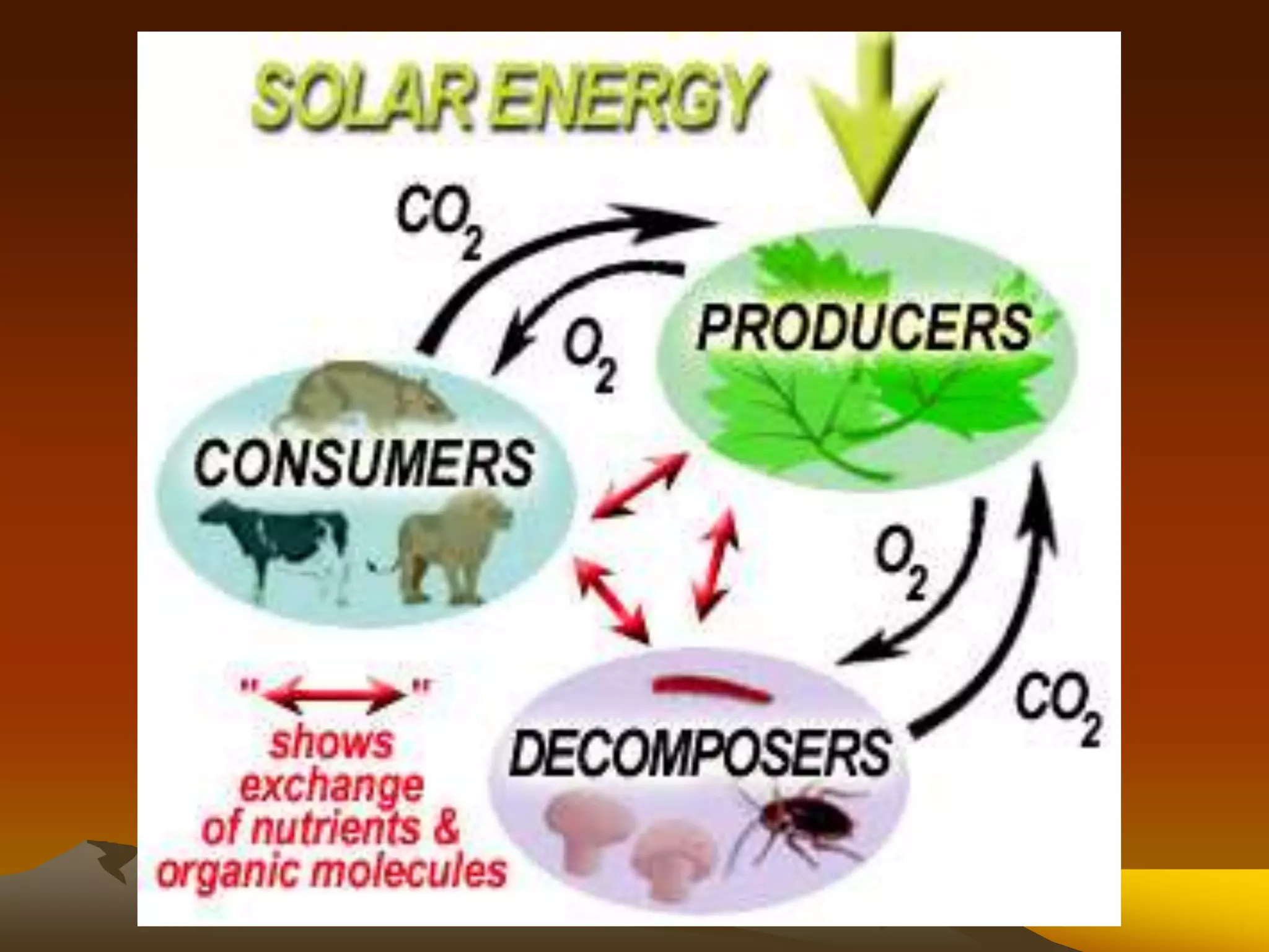 ECOLOGY.ppt | Environment | Science