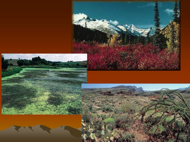 ECOLOGY.ppt | Environment | Science