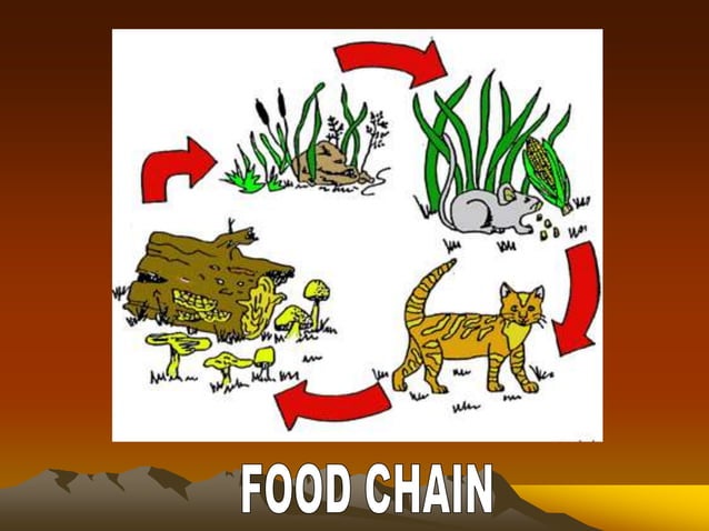 ECOLOGY.ppt | Environment | Science