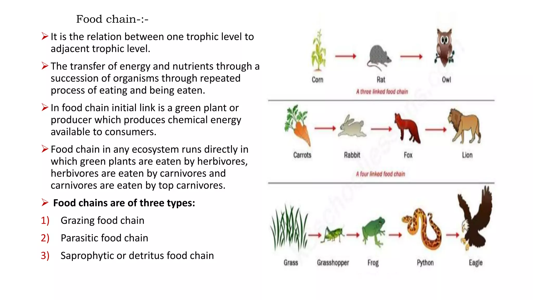 Ecology energy flow pathway in an ecosystem | PPTX