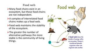 Ecology energy flow pathway in an ecosystem | PPTX