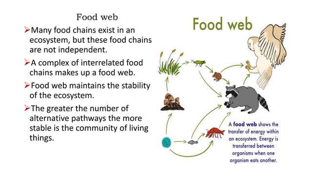 Ecology energy flow pathway in an ecosystem | PPTX | Physics | Science