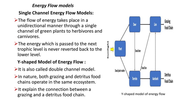 Ecology energy flow pathway in an ecosystem | PPTX | Physics | Science