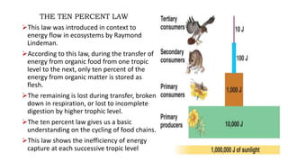Ecology energy flow pathway in an ecosystem | PPTX