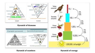 Ecology energy flow pathway in an ecosystem | PPTX