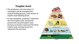 Ecology energy flow pathway in an ecosystem | PPTX
