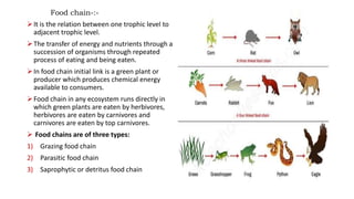 Ecology energy flow pathway in an ecosystem | PPTX