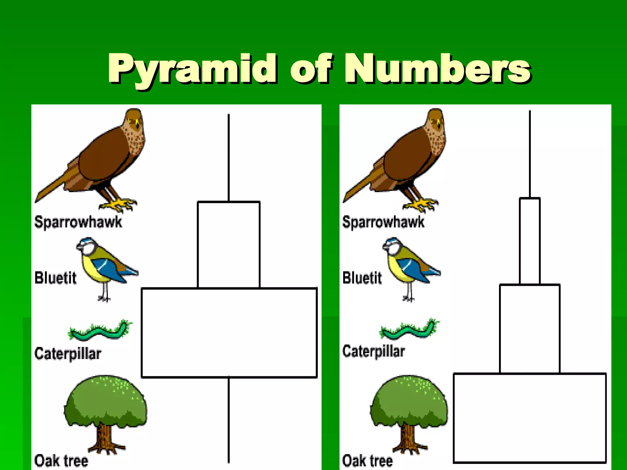 Ecology Pyramids | PPT