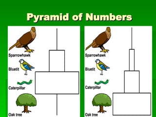Ecology Pyramids | PPT