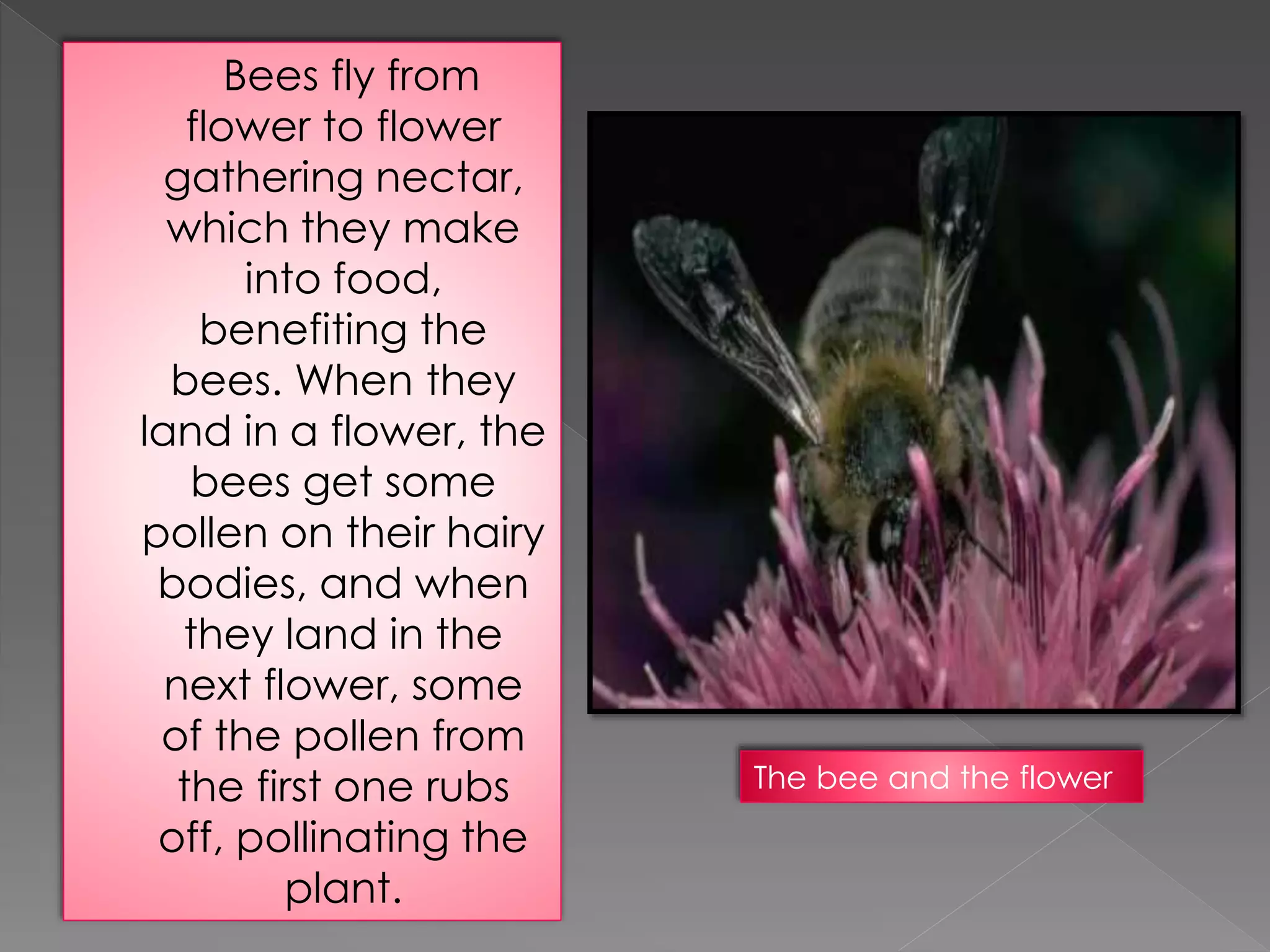 Mutualism and Neutralism | PPTX