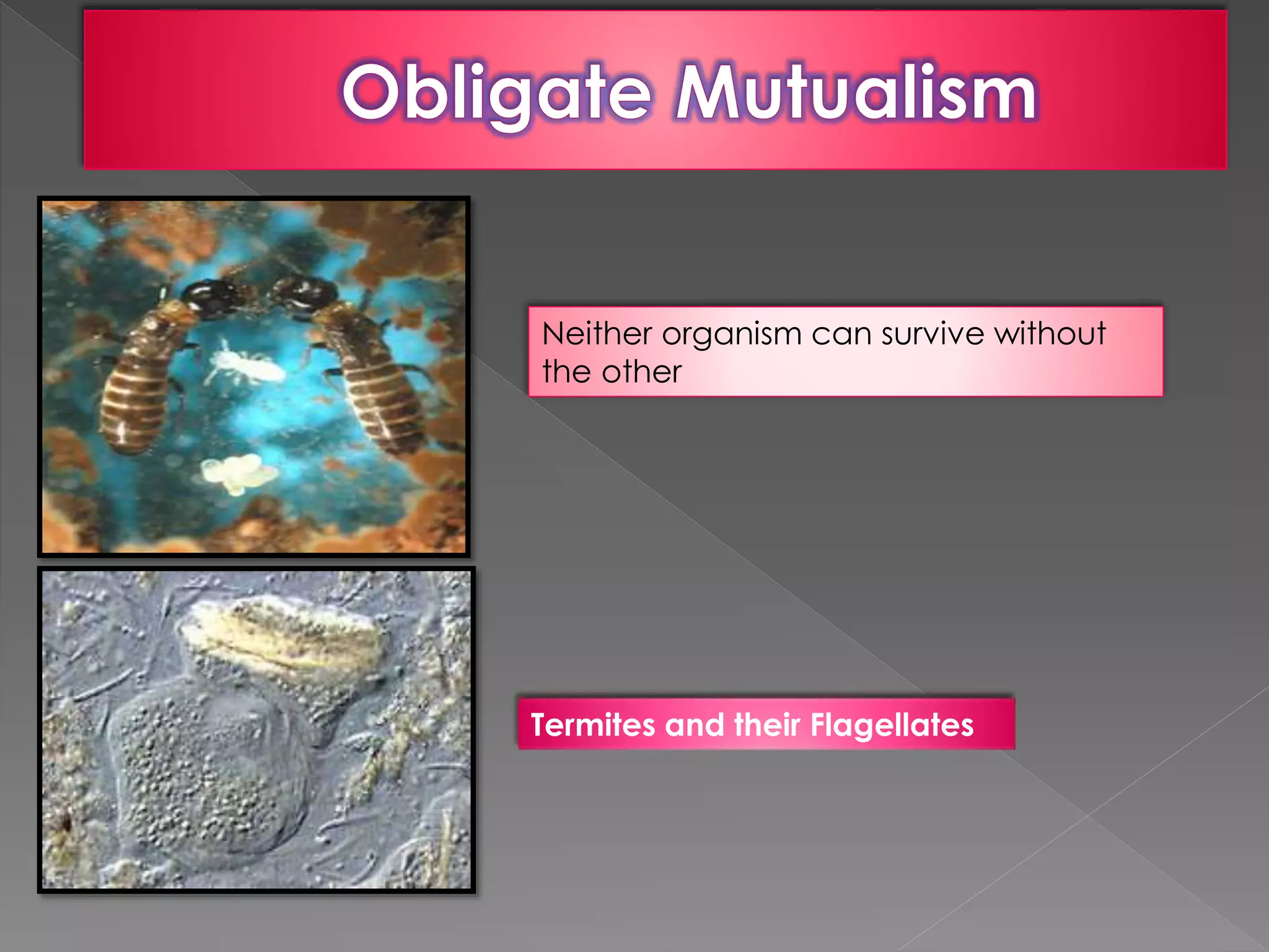 Mutualism and Neutralism | PPTX