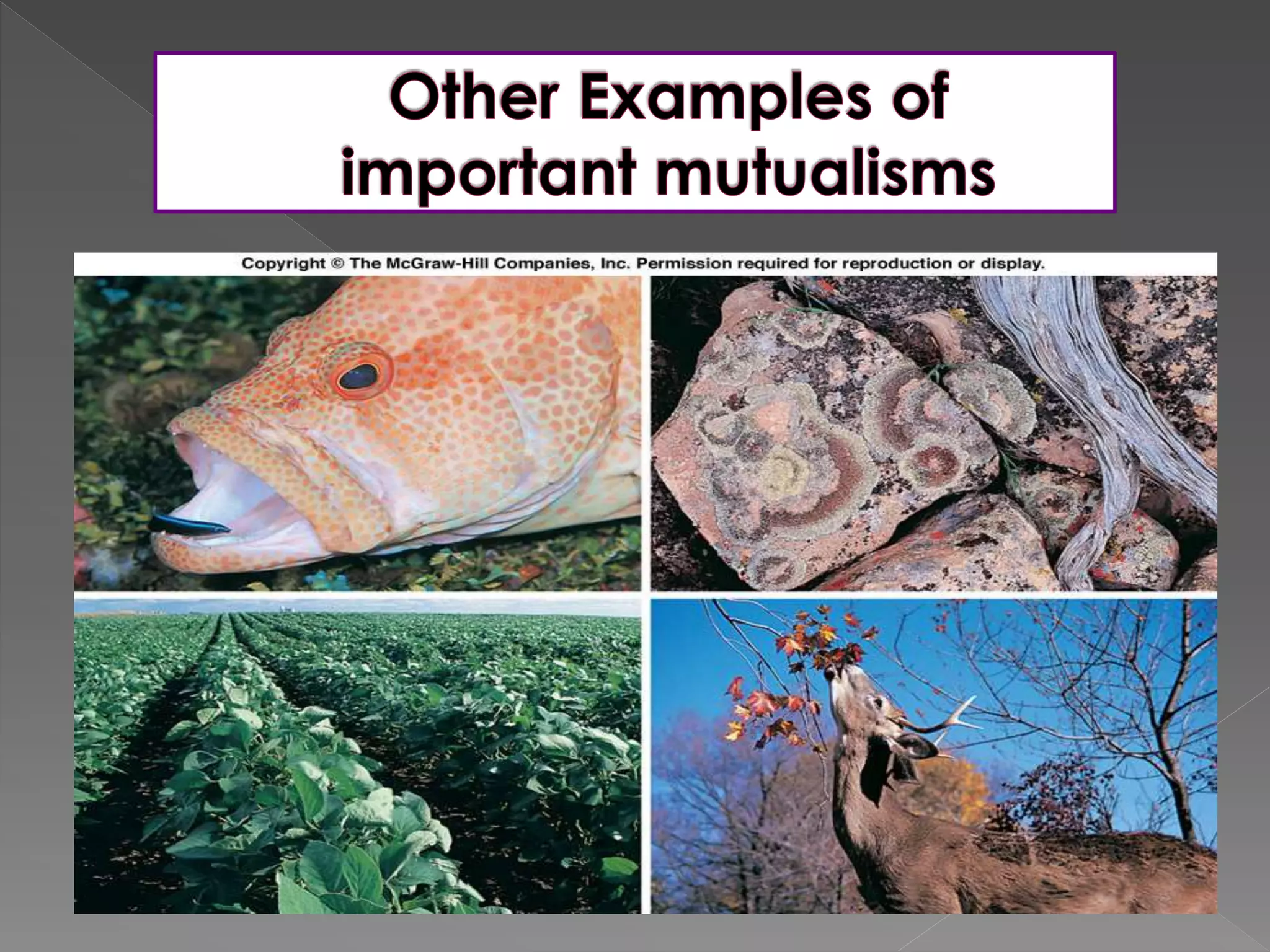 Mutualism and Neutralism | PPTX