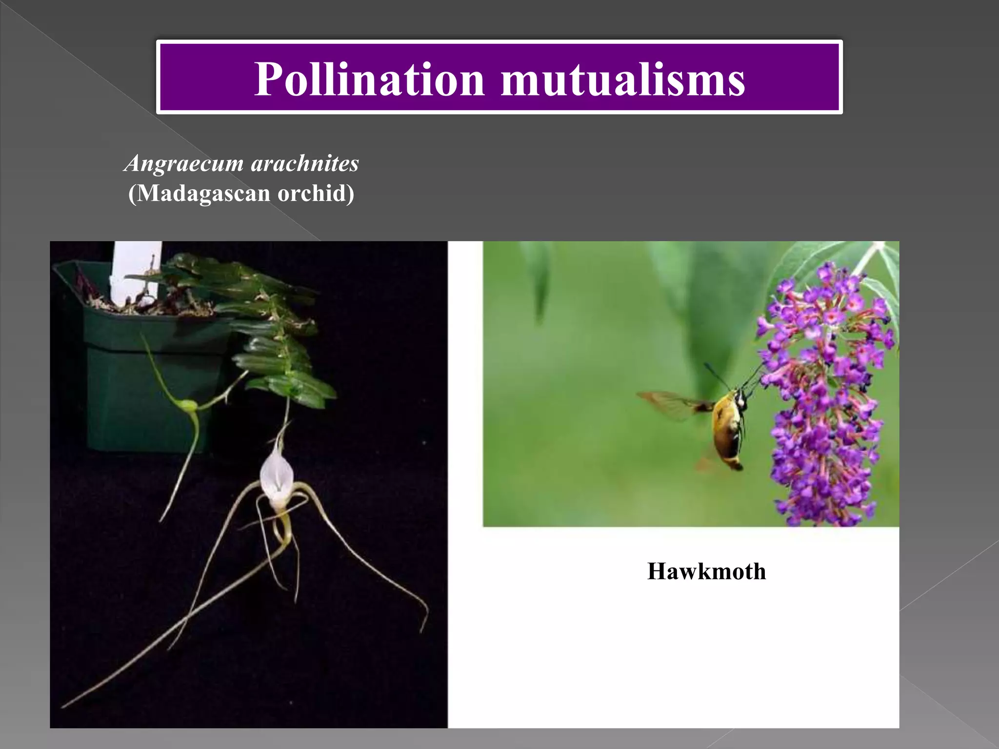 Mutualism and Neutralism | PPTX