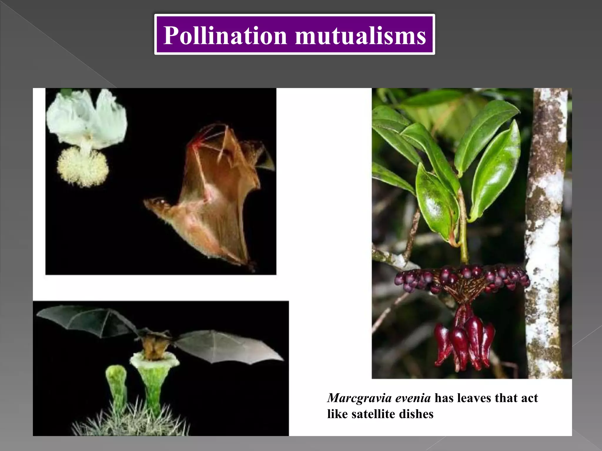 Mutualism and Neutralism | PPTX