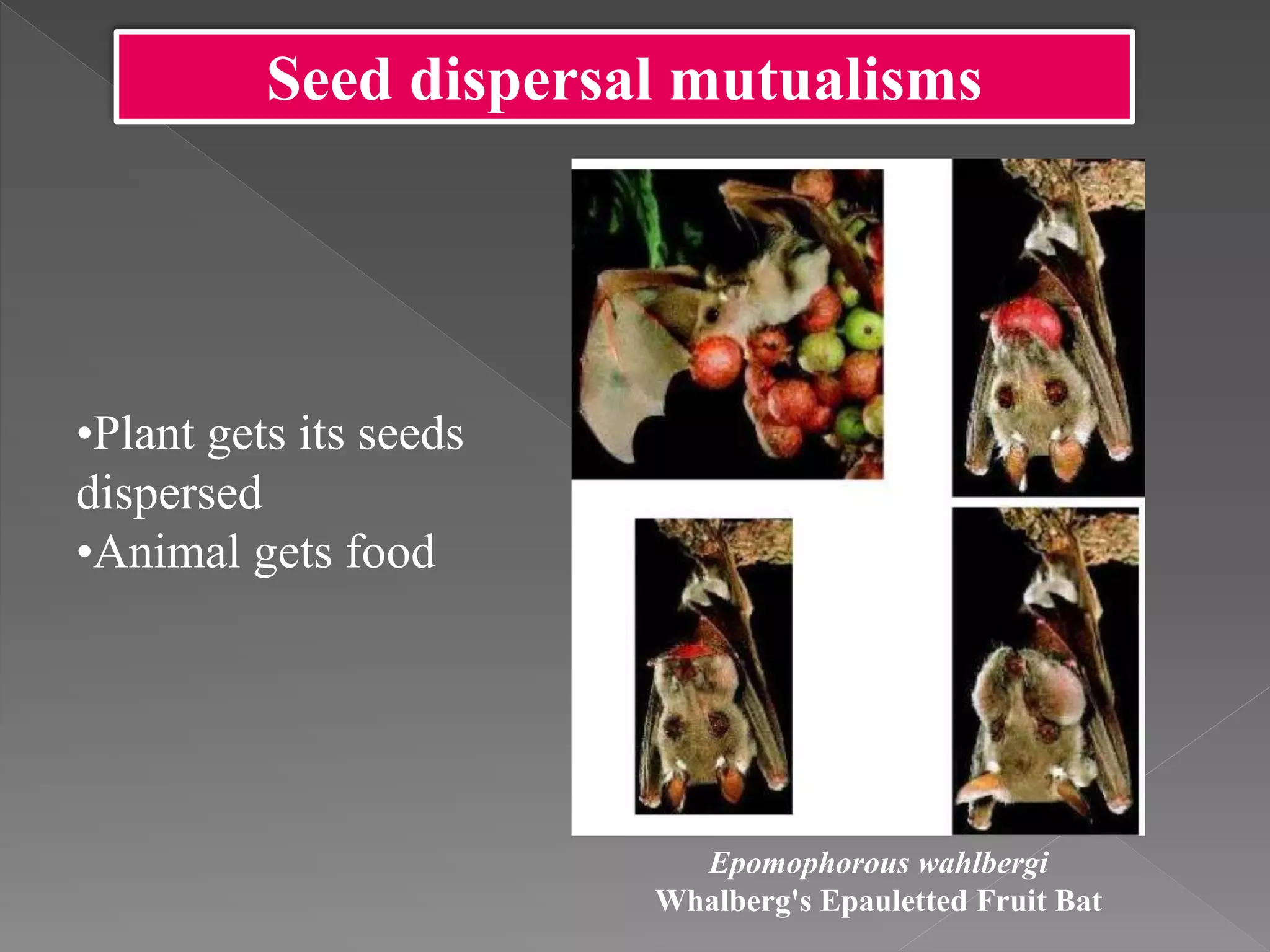 Mutualism and Neutralism | PPTX