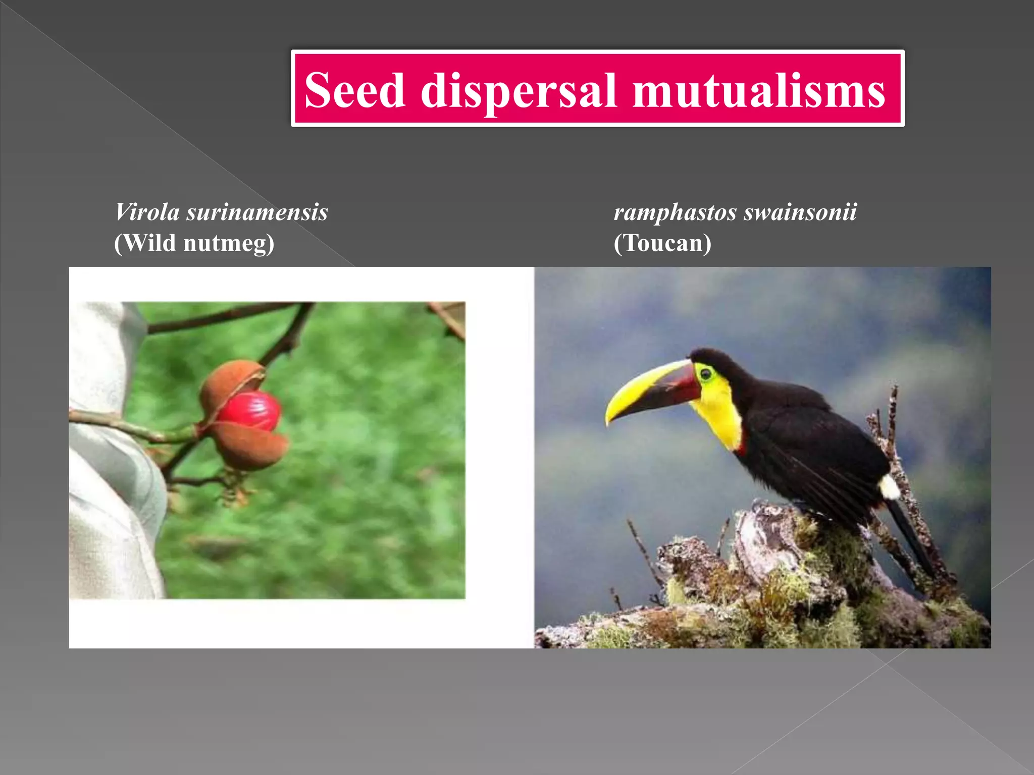 Mutualism and Neutralism | PPTX