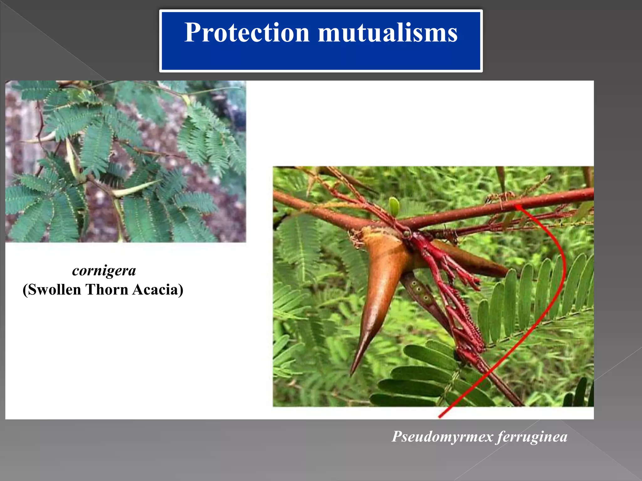 Mutualism and Neutralism | PPTX