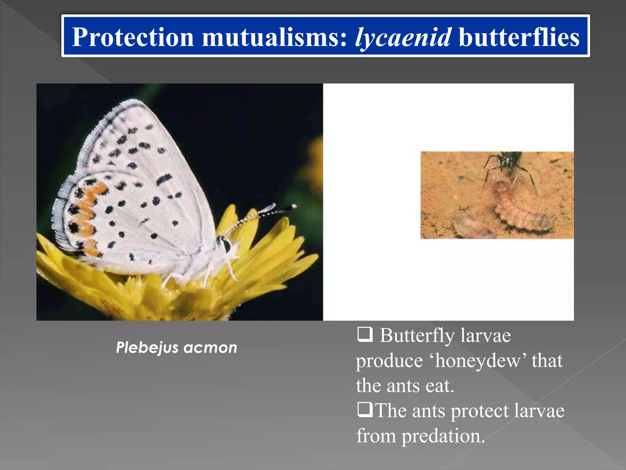 Mutualism and Neutralism | PPTX