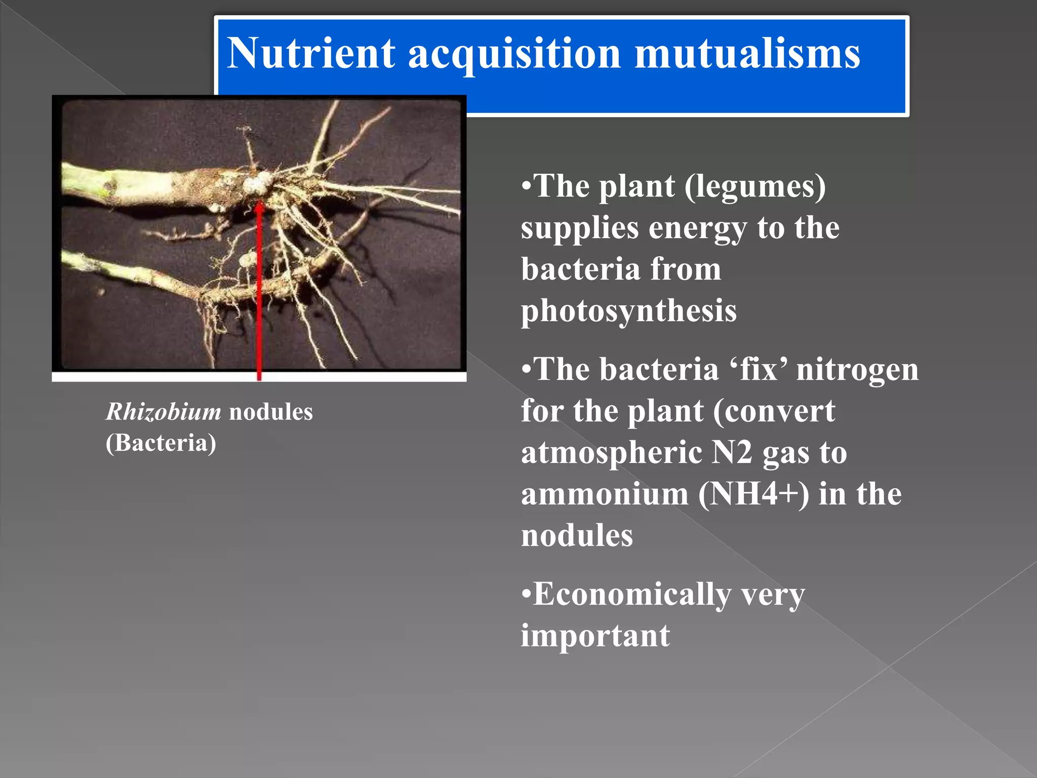 Mutualism and Neutralism | PPTX