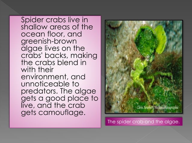 Mutualism and Neutralism | PPTX