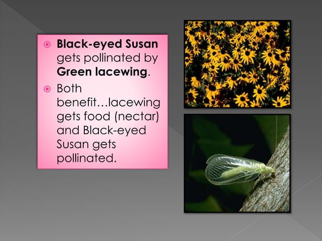 Mutualism and Neutralism | PPTX