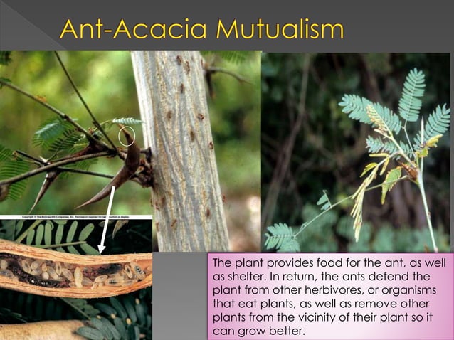 Mutualism and Neutralism | PPTX