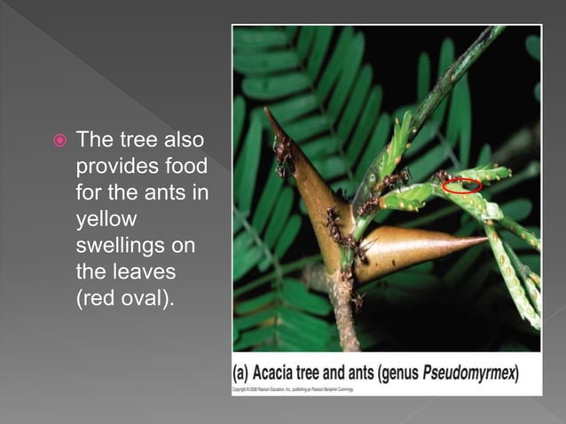 Mutualism and Neutralism | PPTX