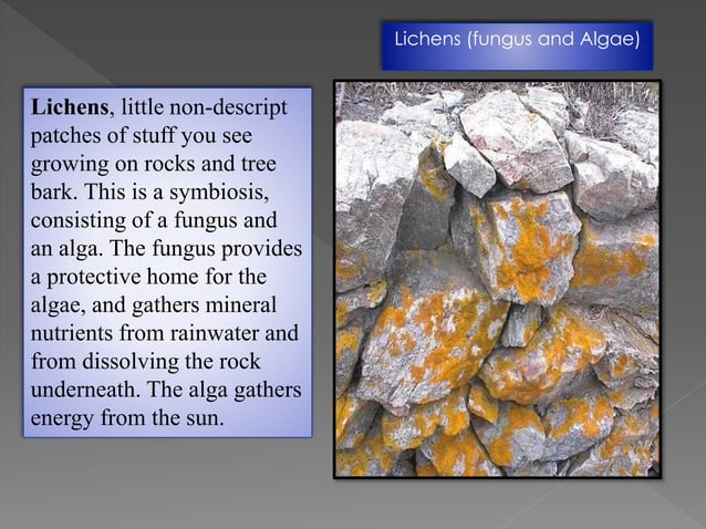 Mutualism and Neutralism | PPTX