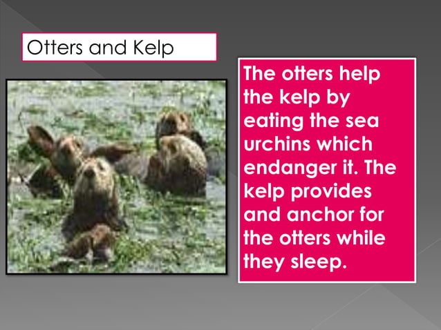 Mutualism and Neutralism | PPTX