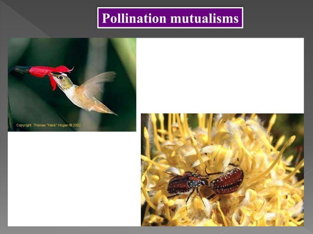 Mutualism and Neutralism | PPTX