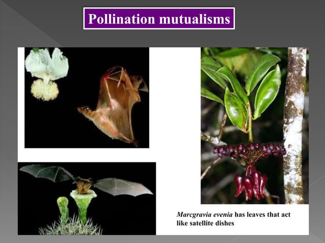 Mutualism and Neutralism | PPTX