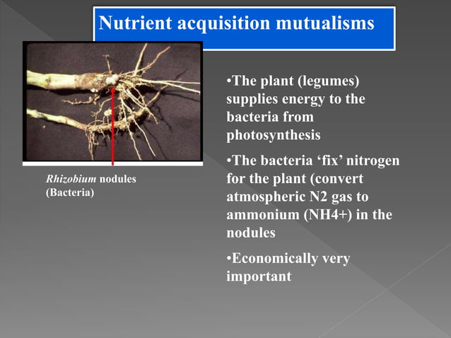 Mutualism and Neutralism | PPTX