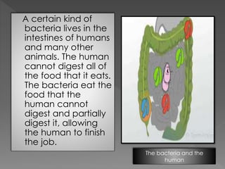 Bacteria And Human Mutualism