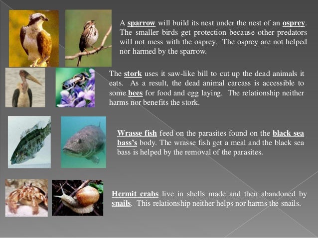 Mutualism and Neutralism