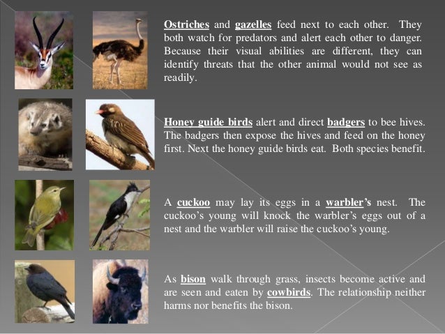 Mutualism and Neutralism