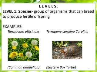 Ecology 1 notes | PPTX