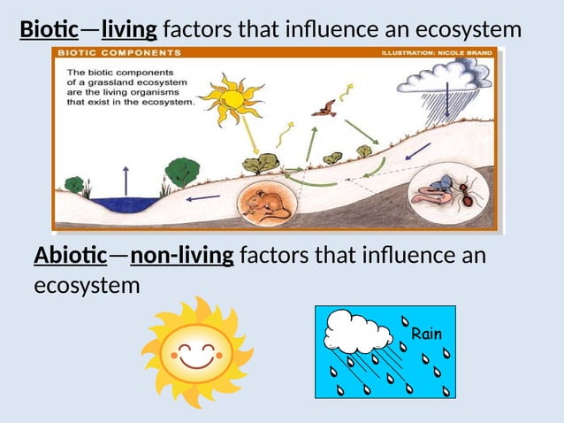 Ecology1343433255325353543545534_ppt.pptx