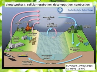 Ecology 2: Energy & Biodiversity NOTES | PPTX