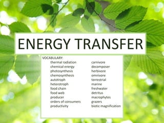 Ecology 2: Energy & Biodiversity NOTES | PPTX
