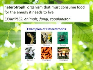 Ecology 2: Energy & Biodiversity NOTES | PPTX