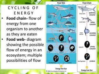 Ecology 2: Energy & Biodiversity NOTES | PPTX